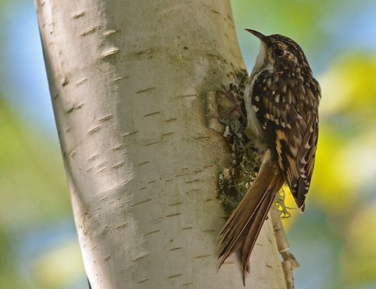 ESPERANZA DE VIDA DE LOS AMERICAN TREECREEPER