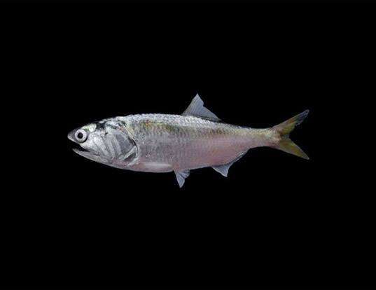 PACIFIC ANCHOVETA LIFE EXPECTANCY