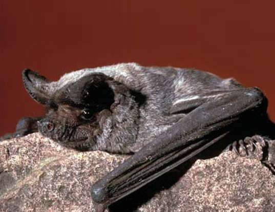 WHITE-LINED BROAD-NOSED BAT LIFE EXPECTANCY