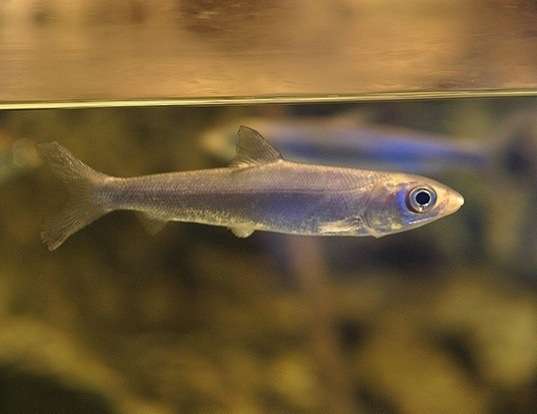 MILKFISH LIFE EXPECTANCY