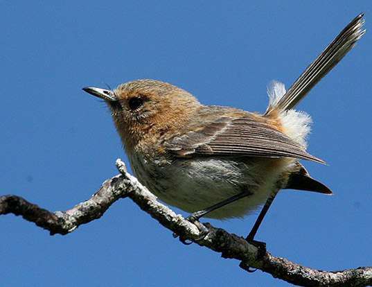 ESPERANZA DE VIDA DE LOS ELEPAIO