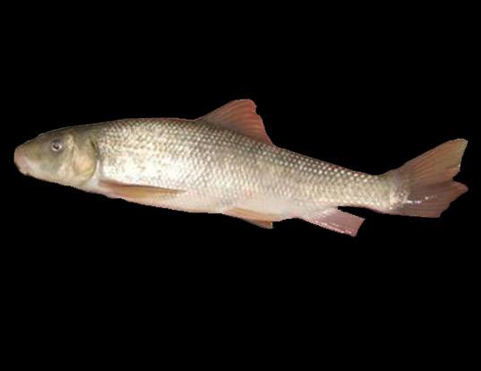 LARGESCALE SUCKER LIFE EXPECTANCY