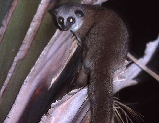 GEOFFROY'S DWARF LEMU LIFE EXPECTANCY