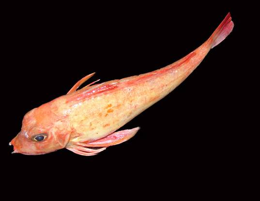 EAST ATLANTIC RED GURNARD LIFE EXPECTANCY