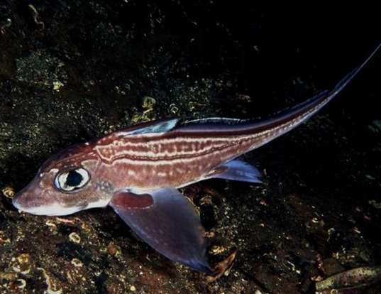 RABBITFISH LIFE EXPECTANCY