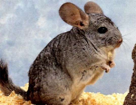 Short Tailed Chinchilla