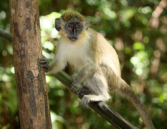 PREUSS'S MONKEY LIFE EXPECTANCY