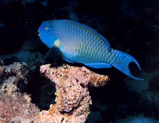 HEAVYBEAK PARROTFISH LIFE EXPECTANCY