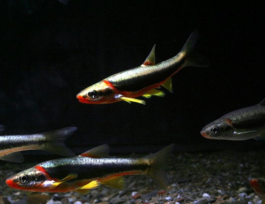 BLACKSIDE DACE LIFE EXPECTANCY