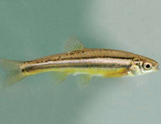 NORTHERN REDBELLY DACE LIFE EXPECTANCY