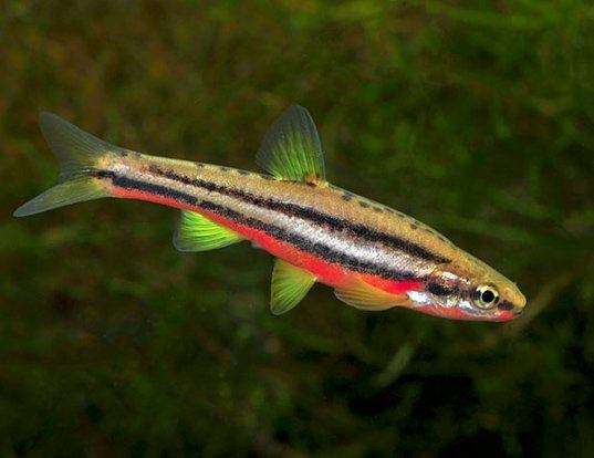 SOUTHERN REDBELLY DACE LIFE EXPECTANCY