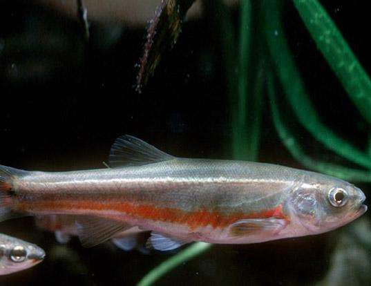 FINESCALE DACE LIFE EXPECTANCY