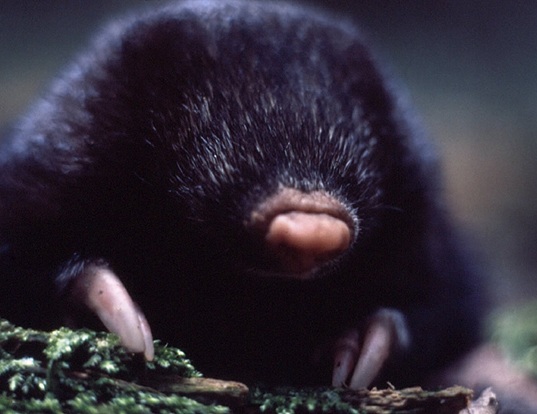 SOUTHERN MARSUPIAL MOLE LIFE EXPECTANCY