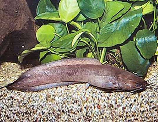 AFRICAN CATFISH LIFE EXPECTANCY