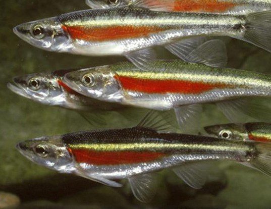 REDSIDE DACE LIFE EXPECTANCY