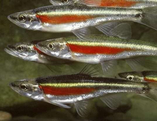 Redside Dace