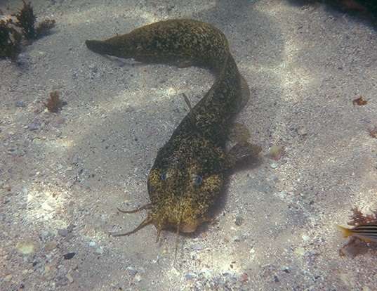 WELS CATFISH LIFE EXPECTANCY