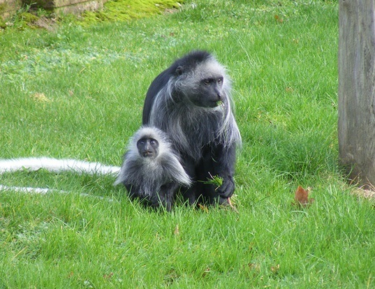 ESPERANZA DE VIDA DE LOS KING COLOBUS