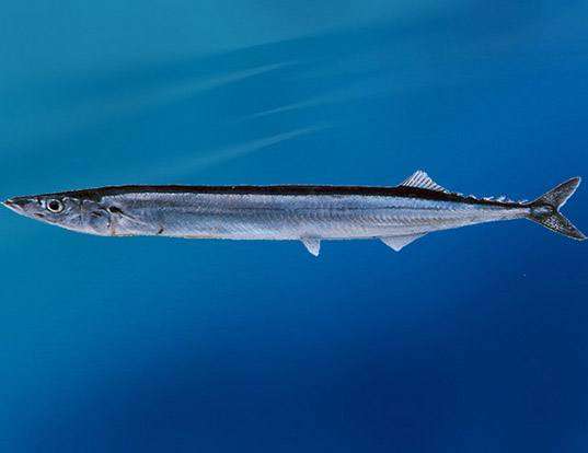 PACIFIC SAURY LIFE EXPECTANCY