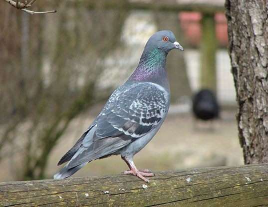 MOURNING DOVE LIFE EXPECTANCY