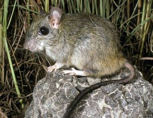 ARMORED RAT LIFE EXPECTANCY