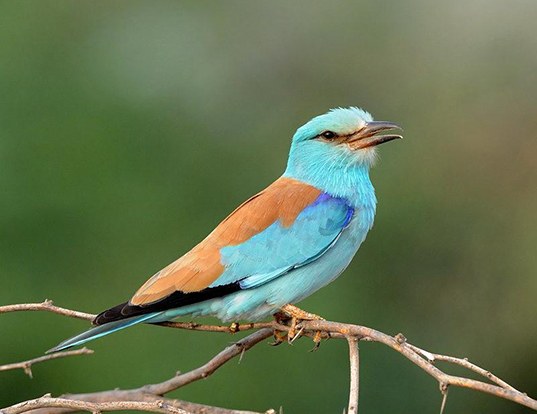 EUROPEAN ROLLER LIFE EXPECTANCY