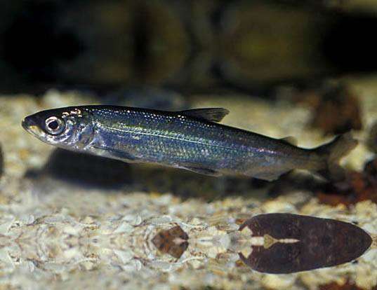 VENDACE LIFE EXPECTANCY