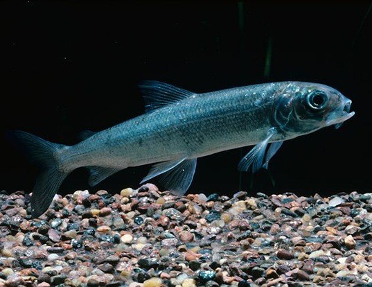 BLOATER LIFE EXPECTANCY