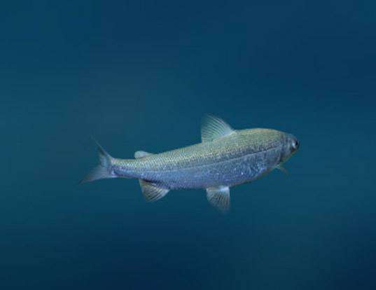 ESPERANZA DE VIDA DE LOS MUKSUN