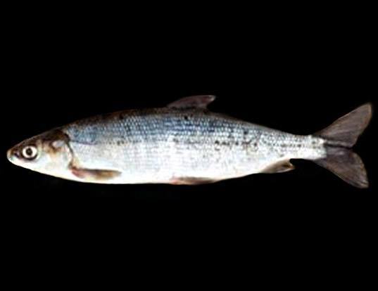 POLLAN LIFE EXPECTANCY