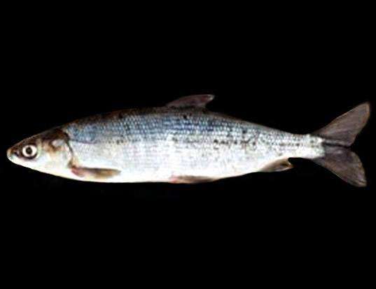 KIYI LIFE EXPECTANCY