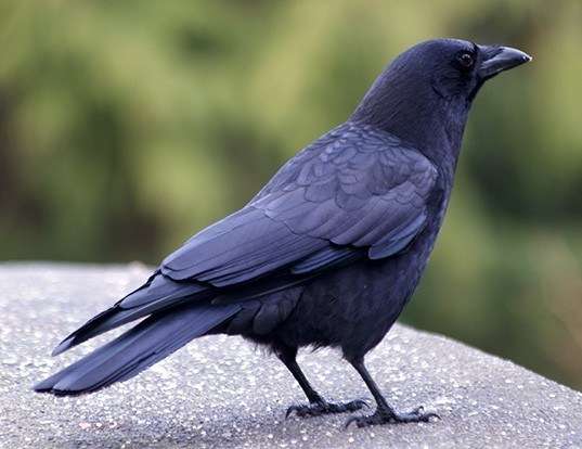 NORTHWESTERN CROW LIFE EXPECTANCY