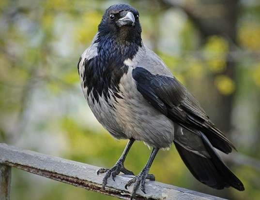 HOODED CROW LIFE EXPECTANCY