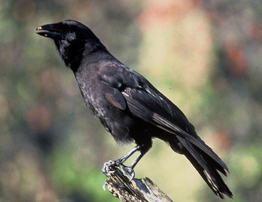 HAWAIIAN CROW LIFE EXPECTANCY