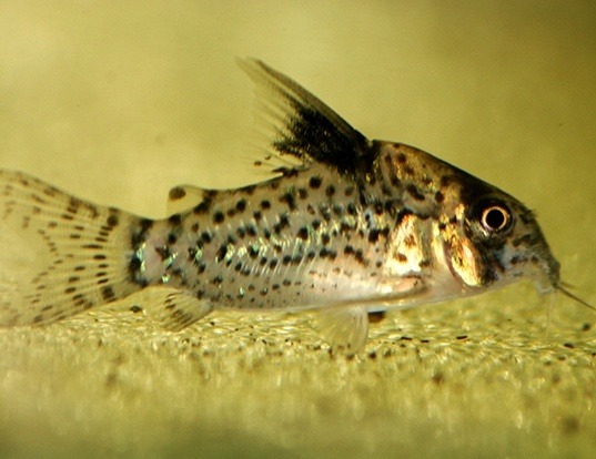 SPOTFIN CORYDORAS LIFE EXPECTANCY
