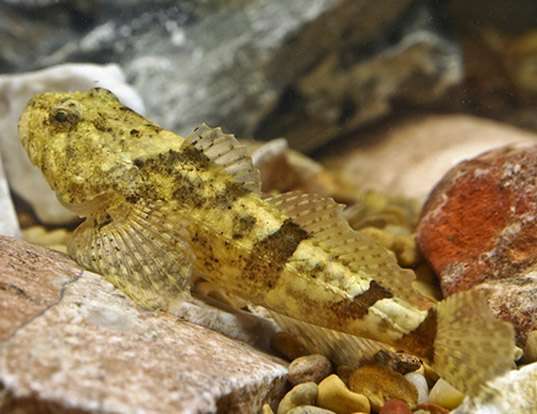 BANDED SCULPIN LIFE EXPECTANCY