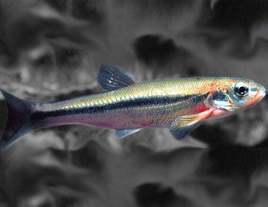LAKE CHUB LIFE EXPECTANCY