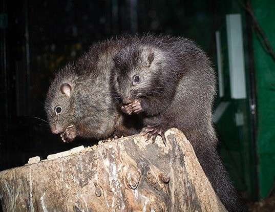 PANAY CRATEROMYS LIFE EXPECTANCY