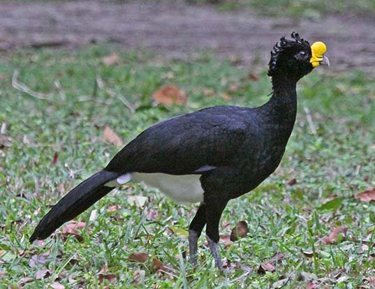 GREAT CURASSOW LIFE EXPECTANCY