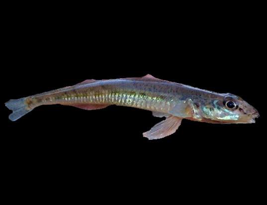 CRYSTAL DARTER LIFE EXPECTANCY