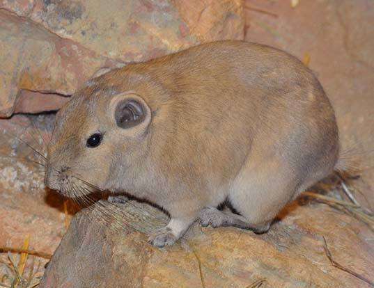 NORTH AFRICAN GUNDI LIFE EXPECTANCY