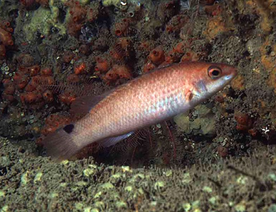 GOLDSINNY WRASSE LIFE EXPECTANCY
