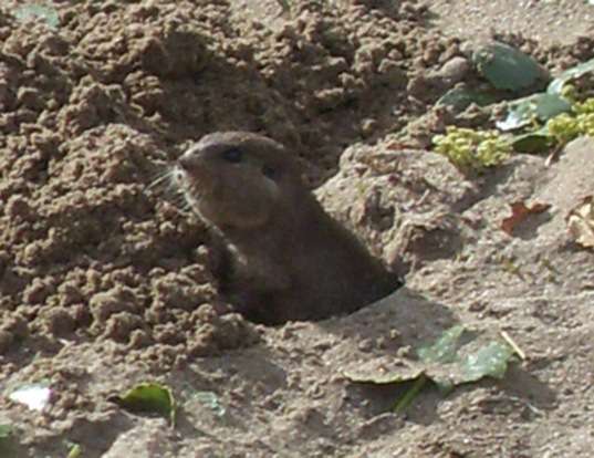 TALAS TUCO-TUCO LIFE EXPECTANCY