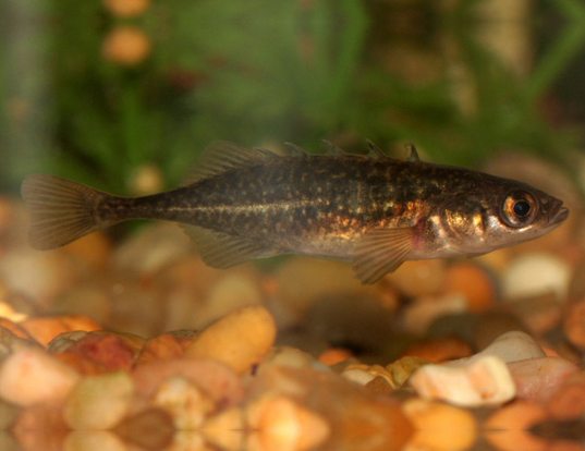 BROOK STICKLEBACK LIFE EXPECTANCY