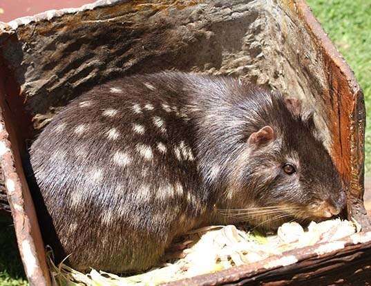 ESPERANZA DE VIDA DE LOS MOUNTAIN PACA