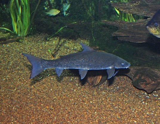 BLUE SUCKER LIFE EXPECTANCY