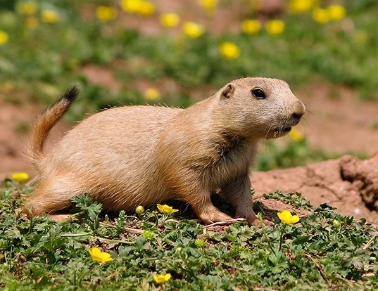 ARIZONA BLACK-TAILED PRAIRIE DOG LIFE EXPECTANCY