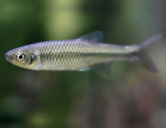 BLACKCHIN SHINER LIFE EXPECTANCY