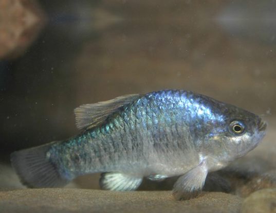DEVIL'S HOLE PUPFISH LIFE EXPECTANCY
