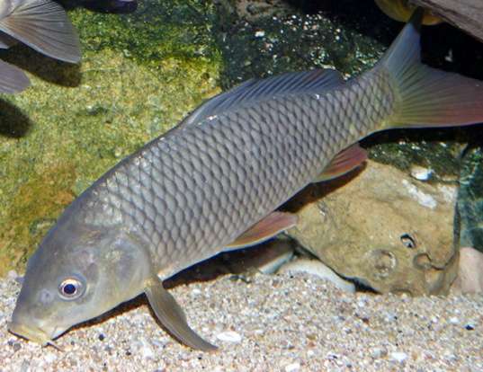 WILD COMMON CARP LIFE EXPECTANCY